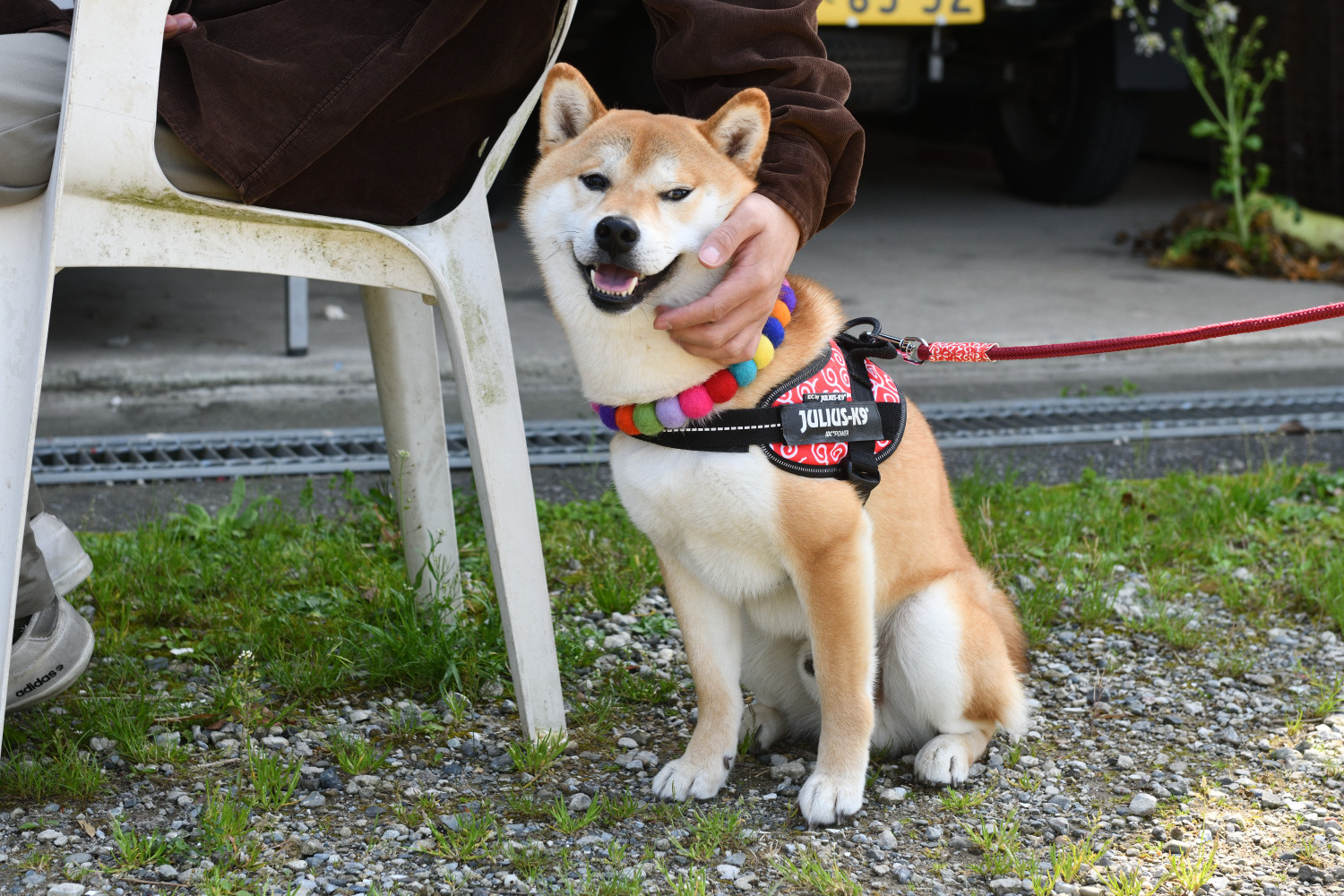 2歳の柴犬はちみつ君が実家に里帰りです♪（2024年4月14日）: ある柴犬ブリーダーの週記
